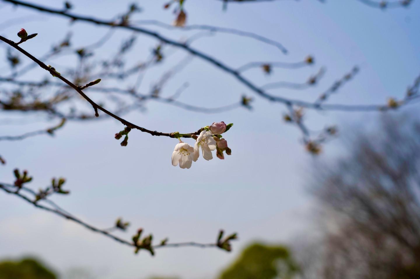 ポテンシャル採用！インフラエンジニアになりたい気持ちを重視します！ - 株式会社Ansel TechnologiesのUI/UXデザイナーの採用 - Wantedly